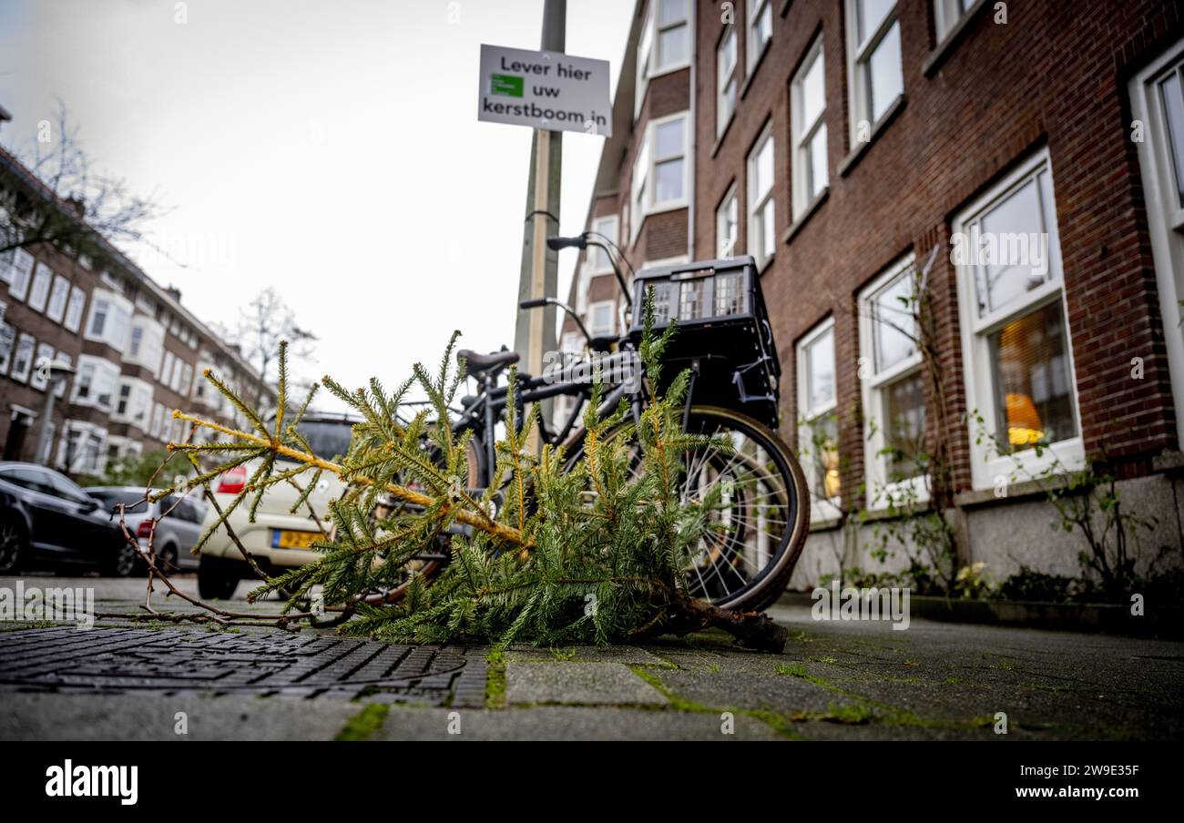 AMSTERDAM - Christmas trees are at a Christmas tree collection point ...