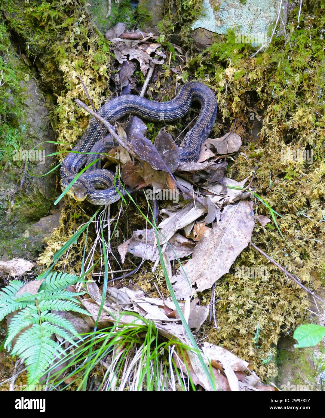 Japanese Four-lined Ratsnake Stock Photo - Alamy