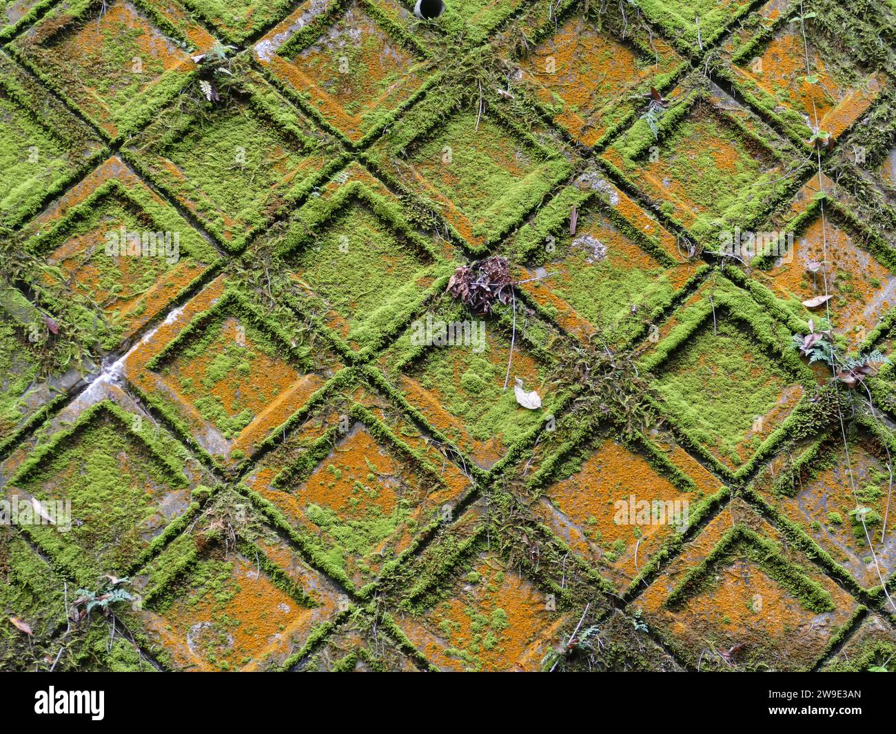 Moss on Concrete Tiles Stock Photo - Alamy