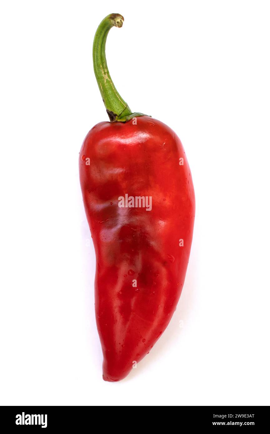 single red chili pepper with white isolated background Stock Photo - Alamy