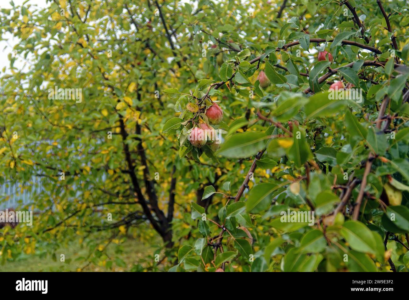 Pears in the rain drops hi-res stock photography and images - Alamy