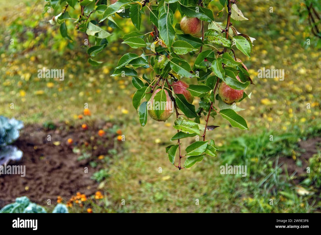 Pears in the rain drops hi-res stock photography and images - Alamy