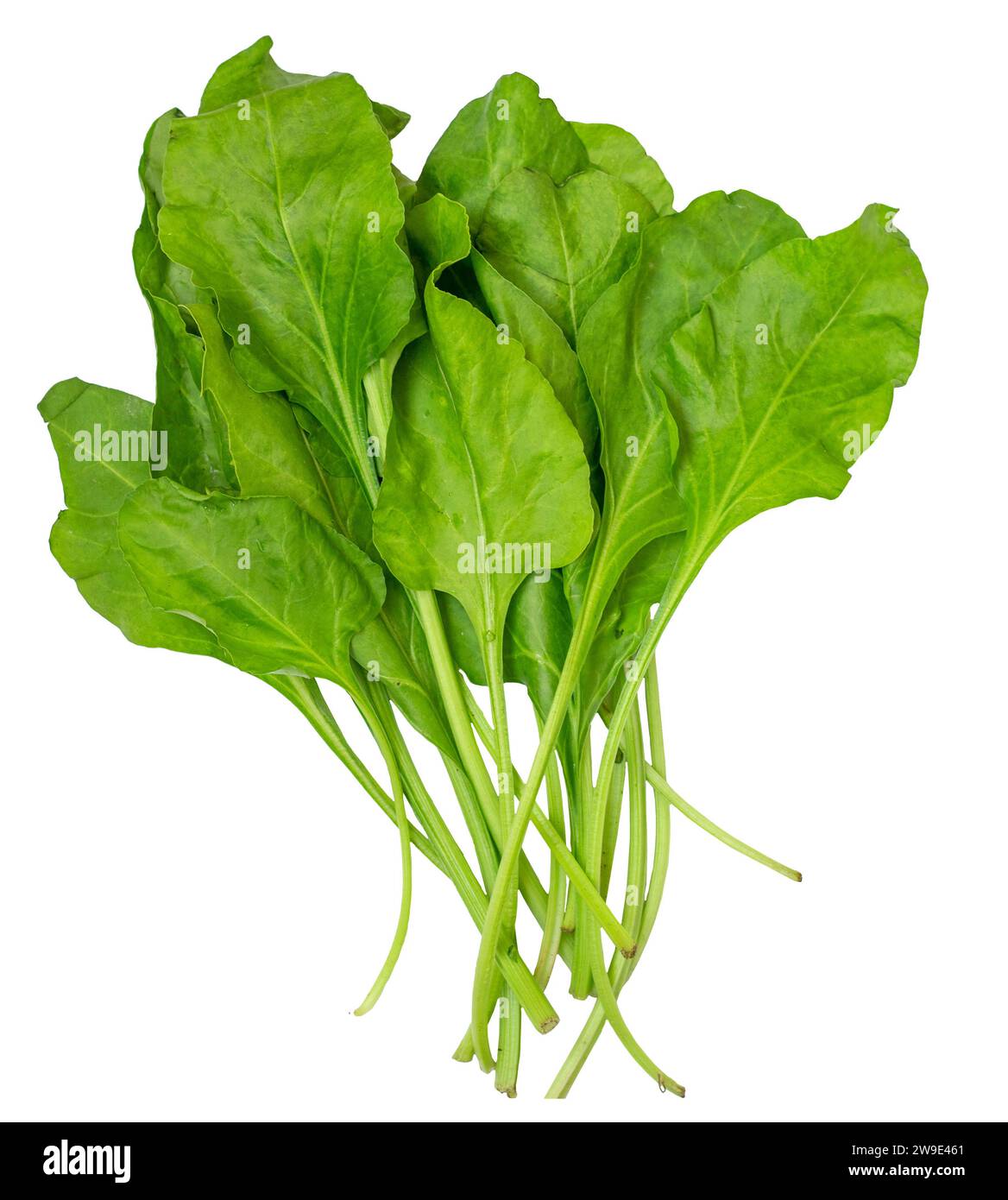 Fresh and green spinach bunch - Palak on white isolated background ...