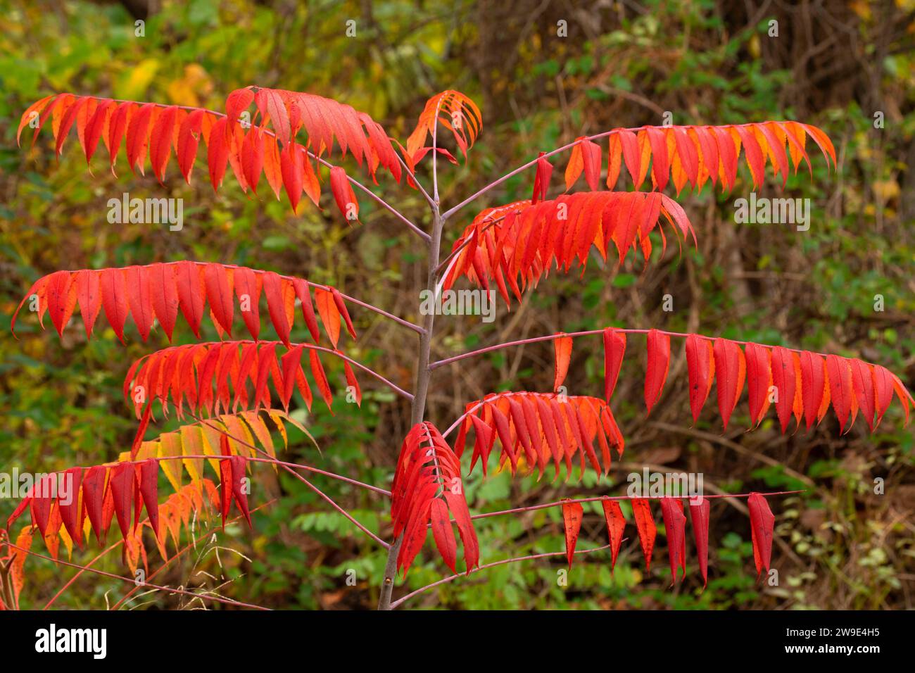 Red sumac, Farmington Canal Heritage Trail, Farmington, Connecticut ...