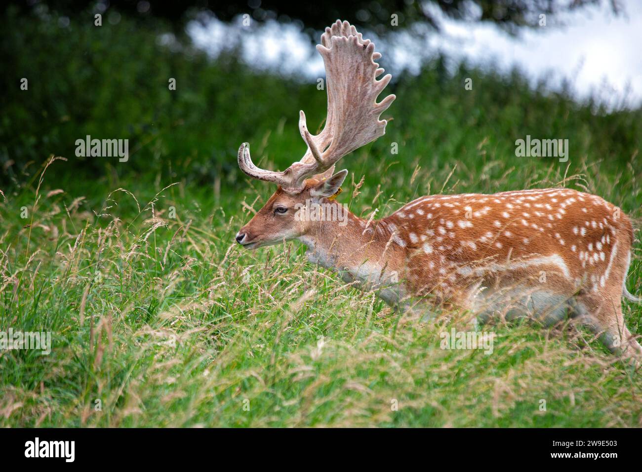 The Fallow Deer, scientifically known as Dama dama, graces landscapes ...