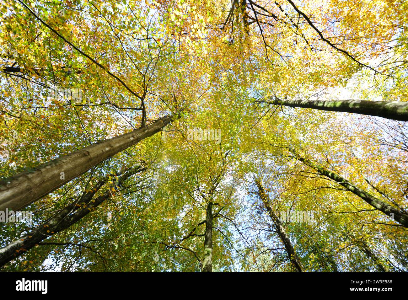 Low angle viewpoint hi-res stock photography and images - Alamy