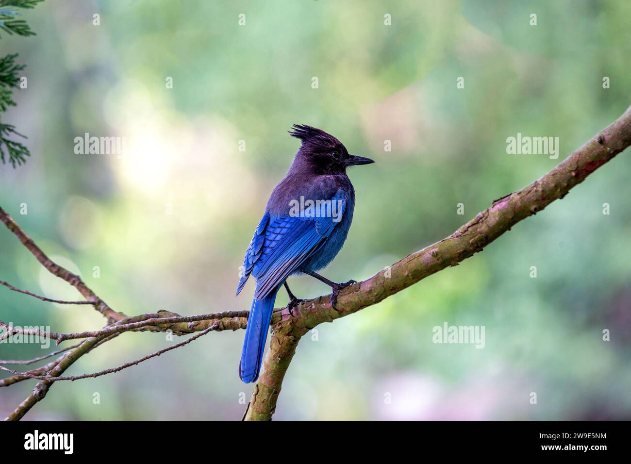 The Steller's Jay, Cyanocitta stelleri, is a charismatic bird found in ...