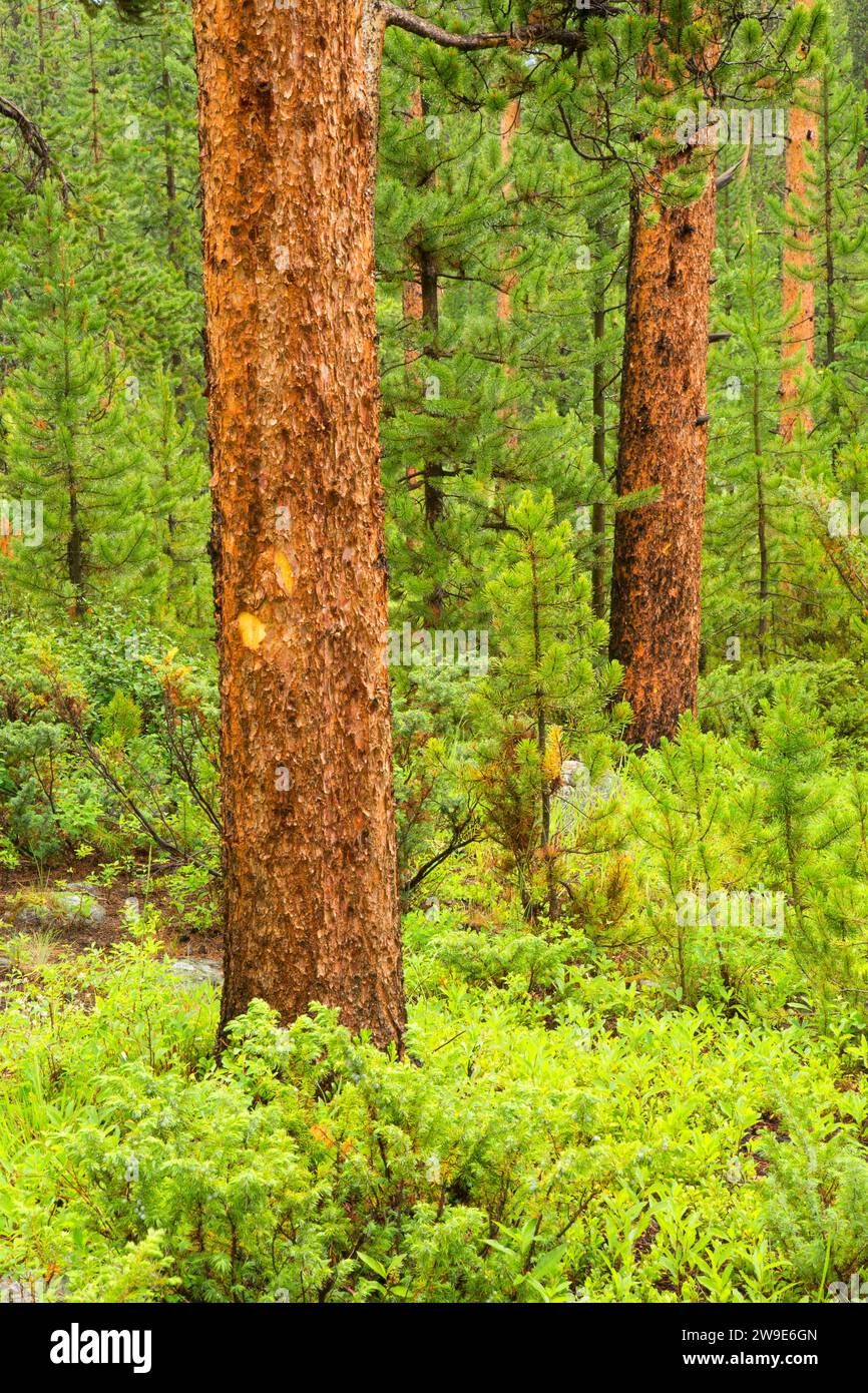 Pine forest at Crazy Creek Campground, Shoshone National Forest ...