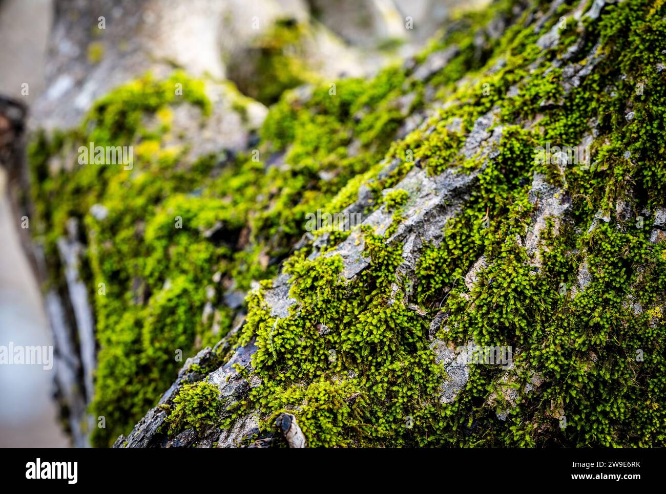 Moss tree bark hi-res stock photography and images - Alamy