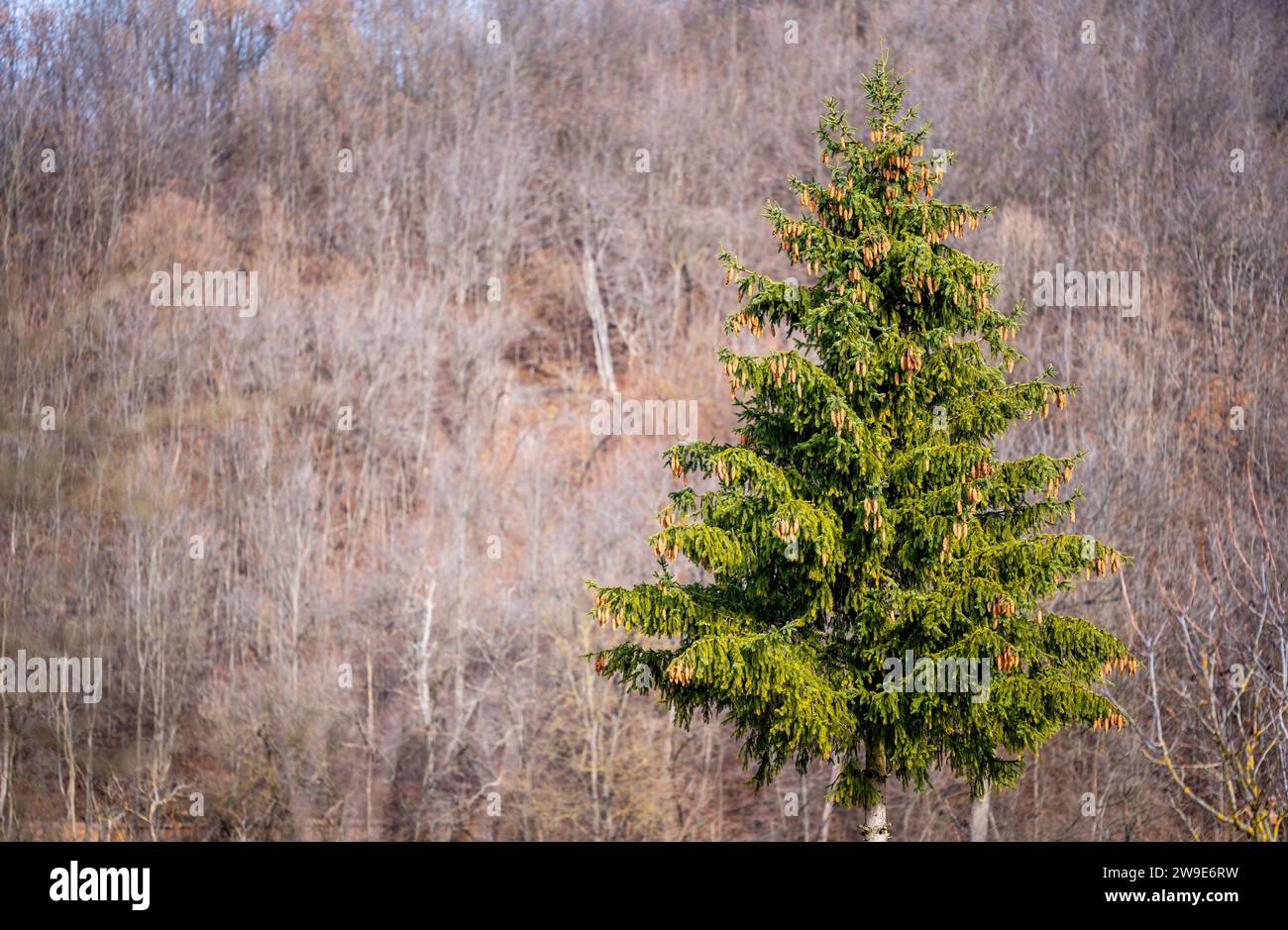 A single pine tree stands tall against a backdrop of barren trees ...