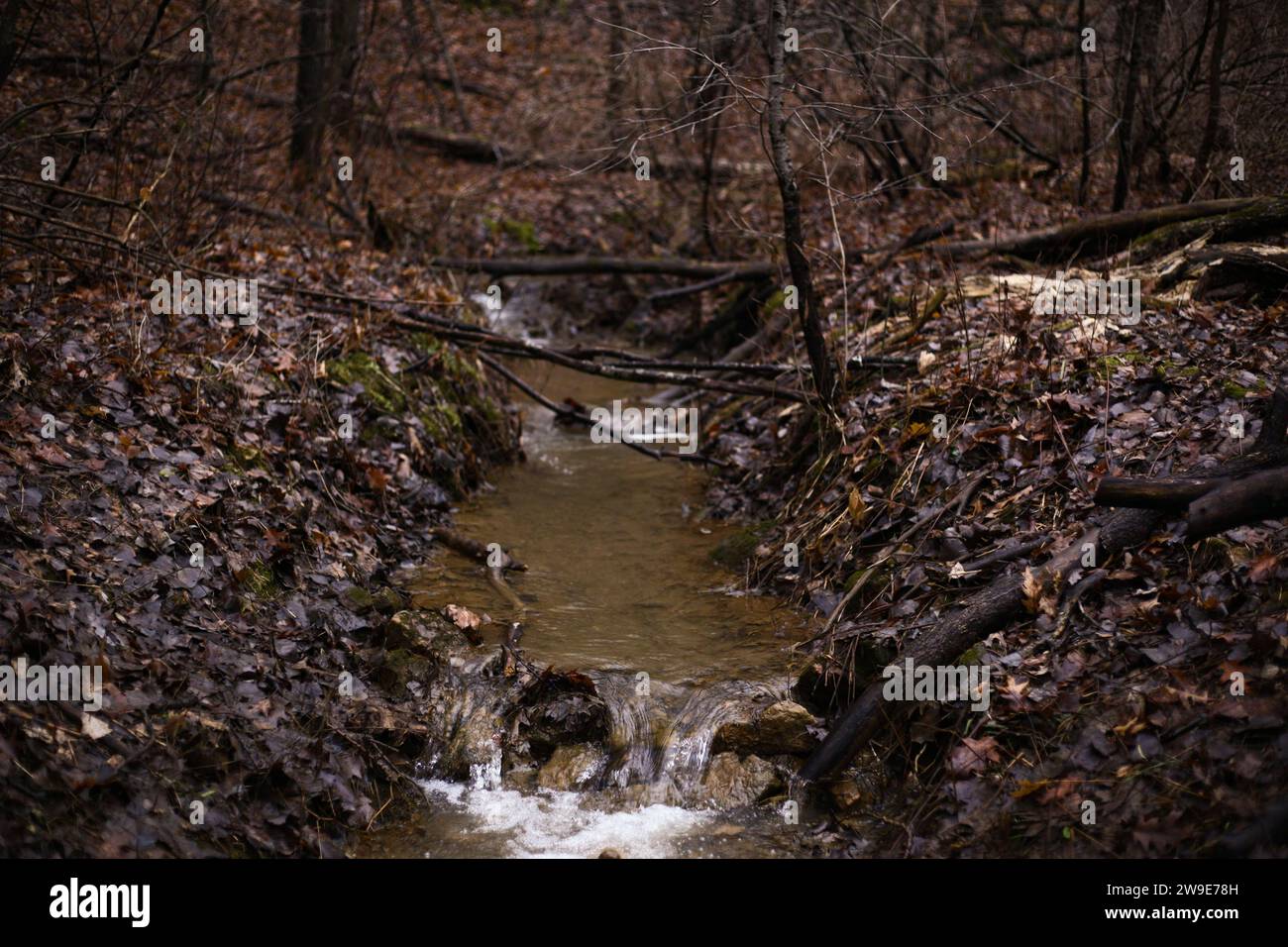 A dirty stream of water cascading down an ancient forest road ...