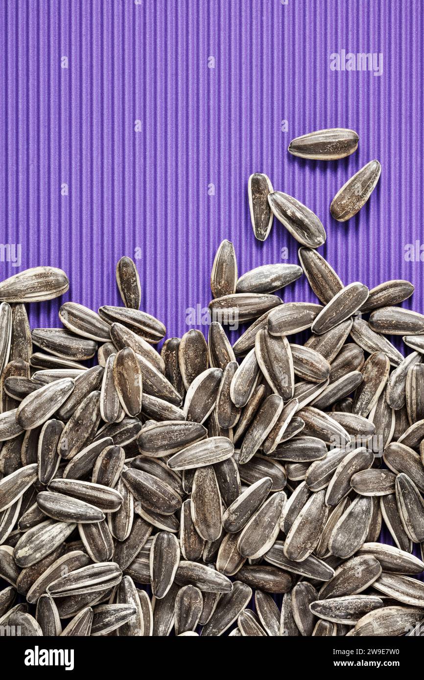 Striped sunflower seeds in shells spread on corrugated purple ...