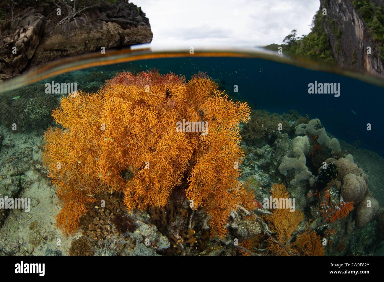 A colorful gorgonian and other corals thrive on a shallow coral reef in ...