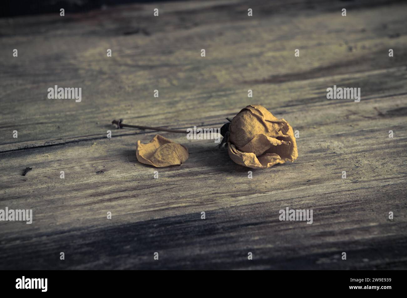 still life with avocado seeds, small roses and other gift of mother ...