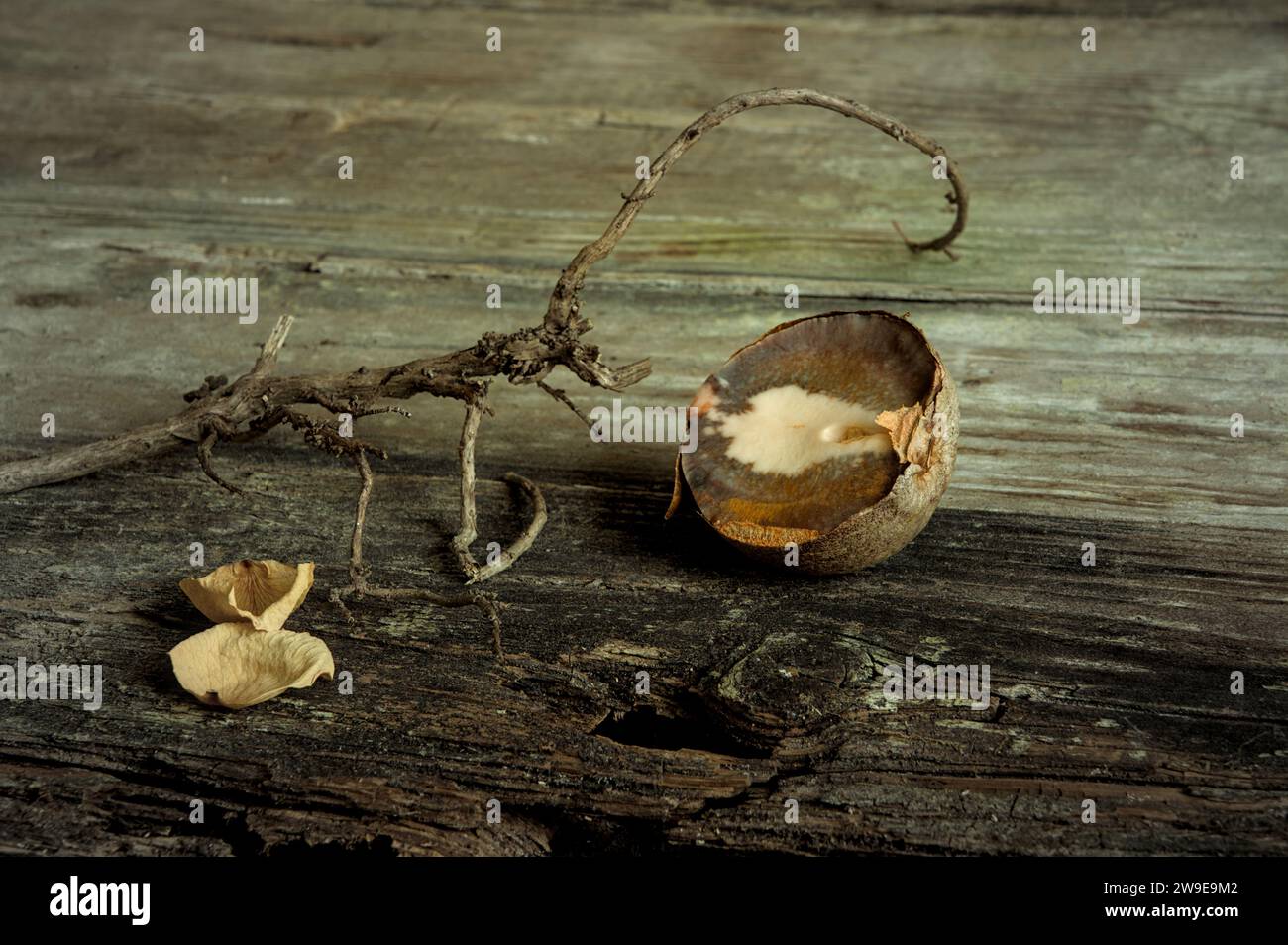still life with avocado seeds, small roses and other gift of mother ...
