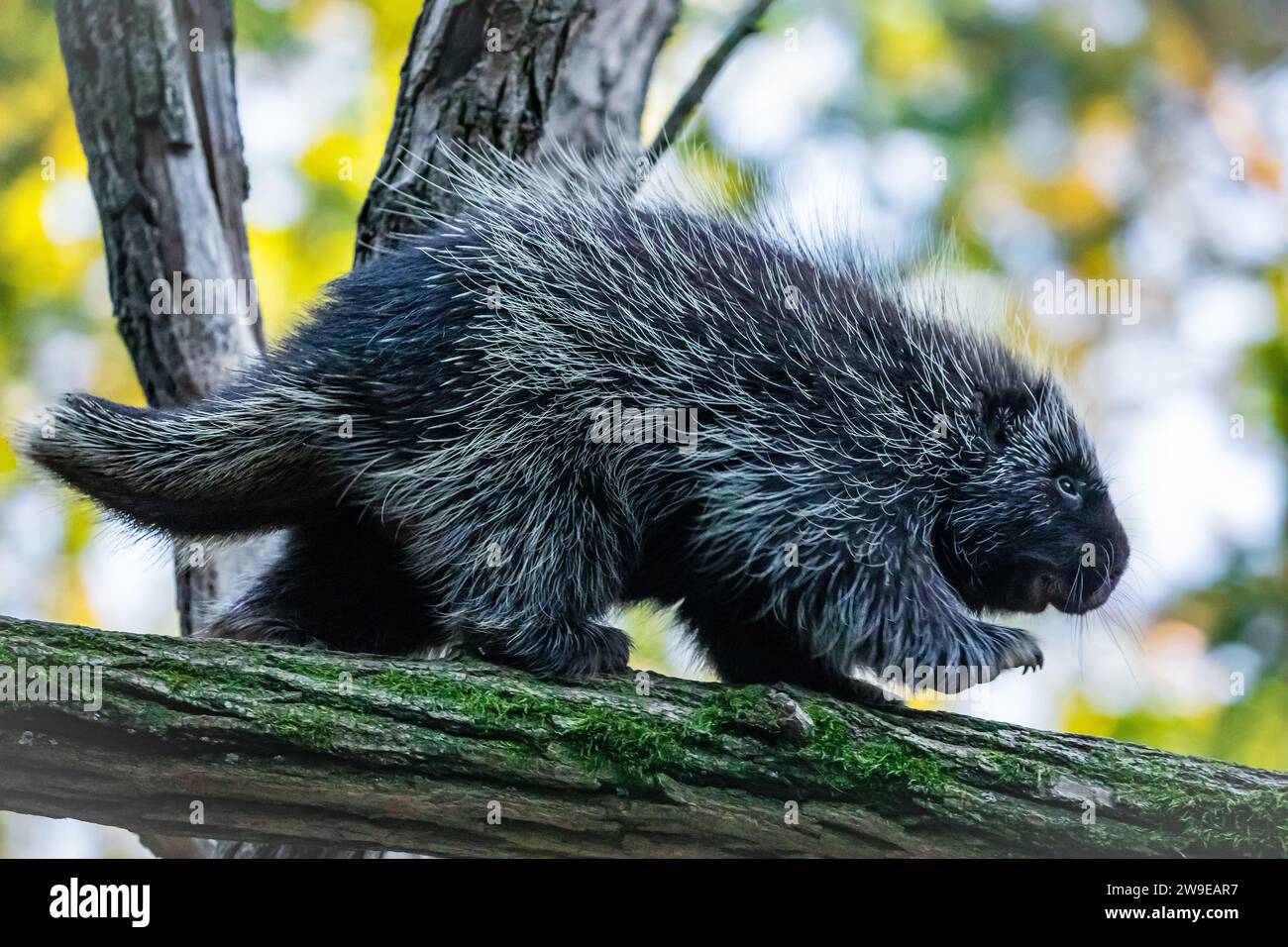 Erethizontidae, north american porcupine, climbing over trees and ...