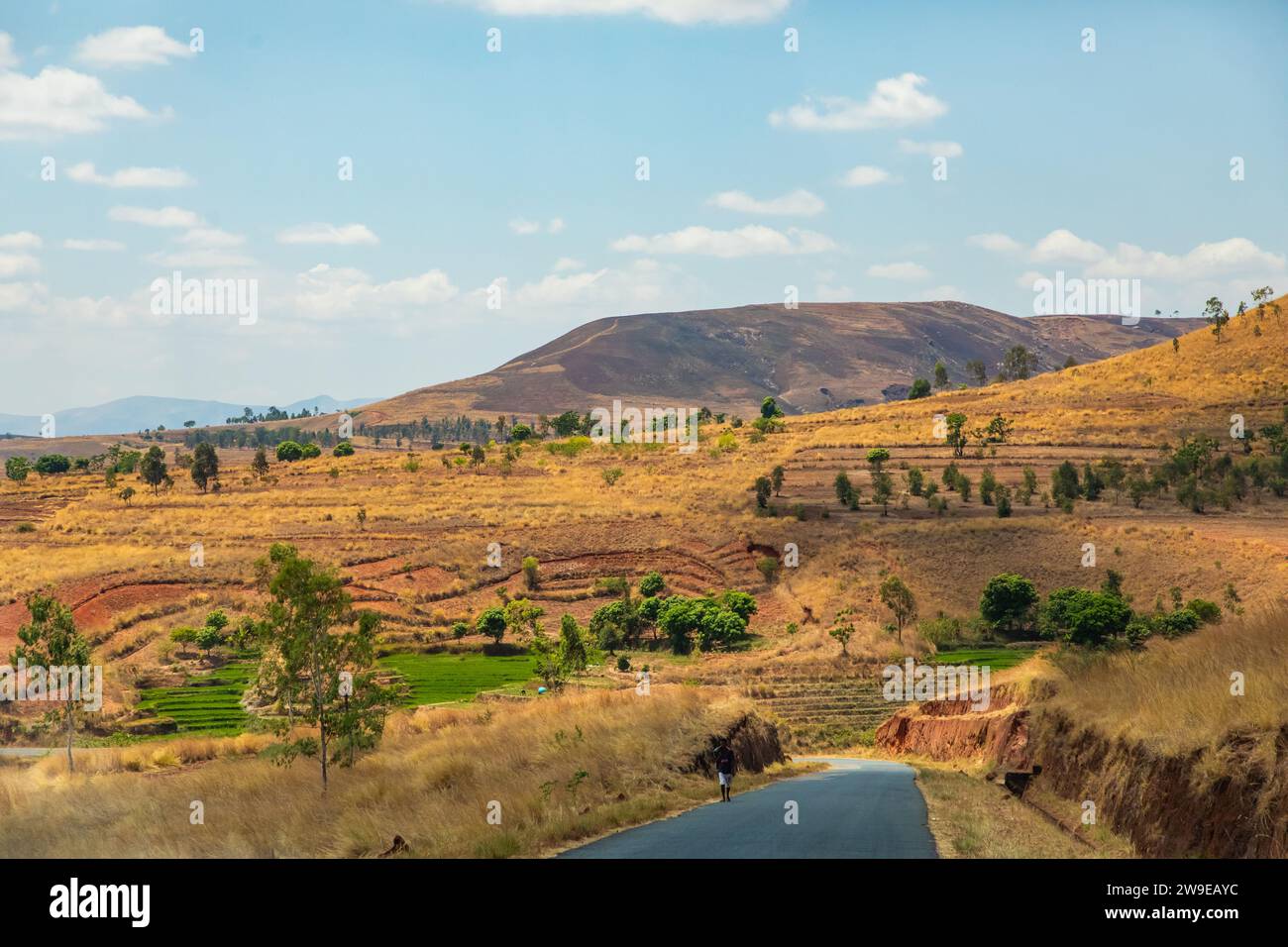 Typical Madagascar landscape - green and yellow rice terrace fields on ...