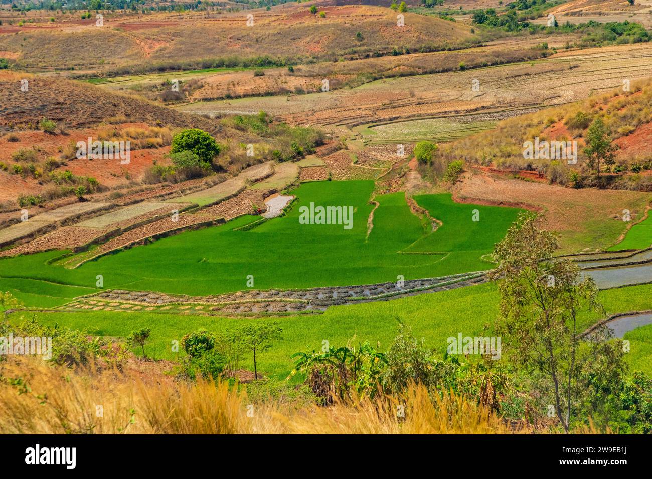 Typical Madagascar landscape - green and yellow rice terrace fields on ...