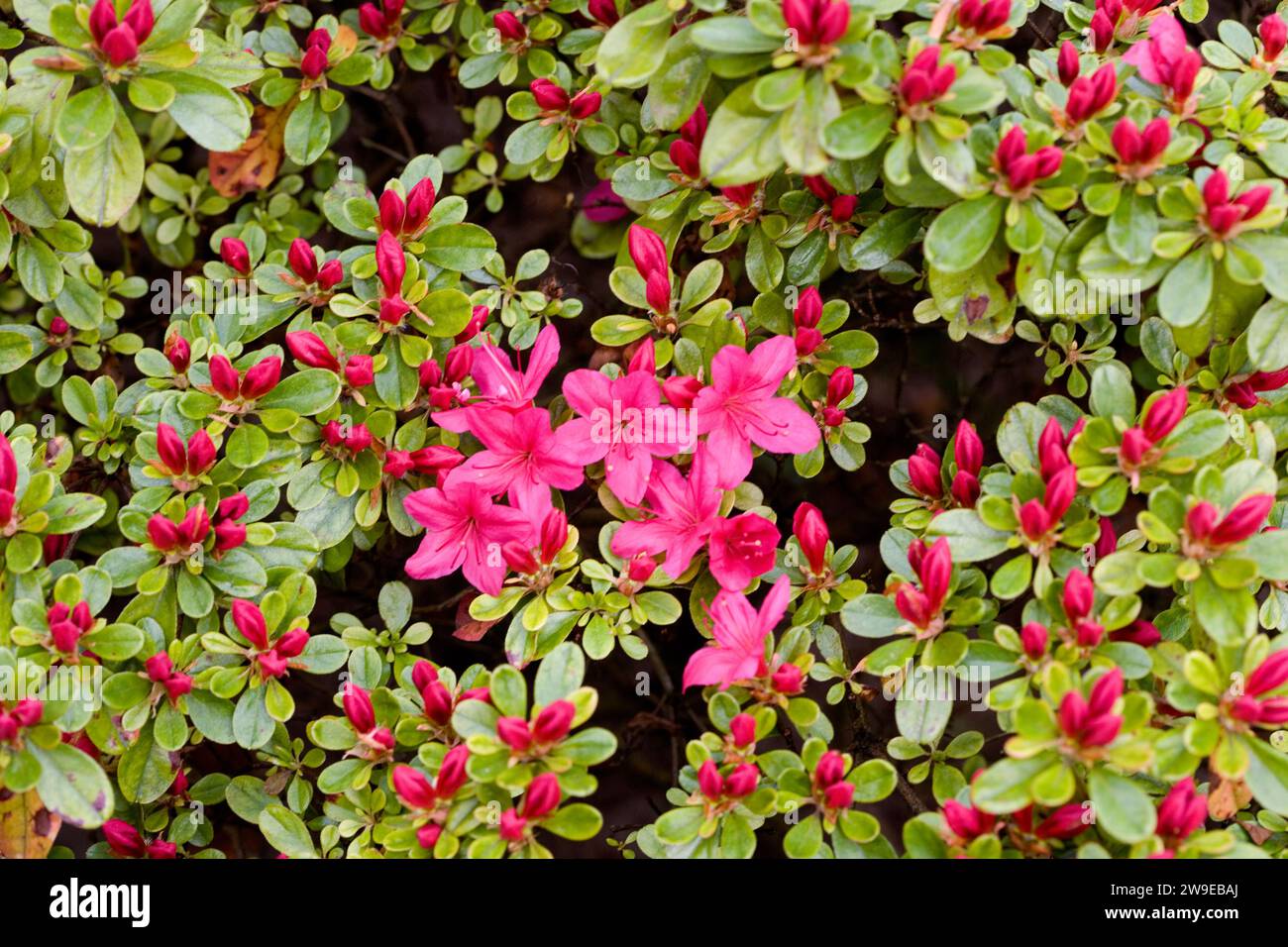 Azaleas, Rhododendron indicum Stock Photo - Alamy