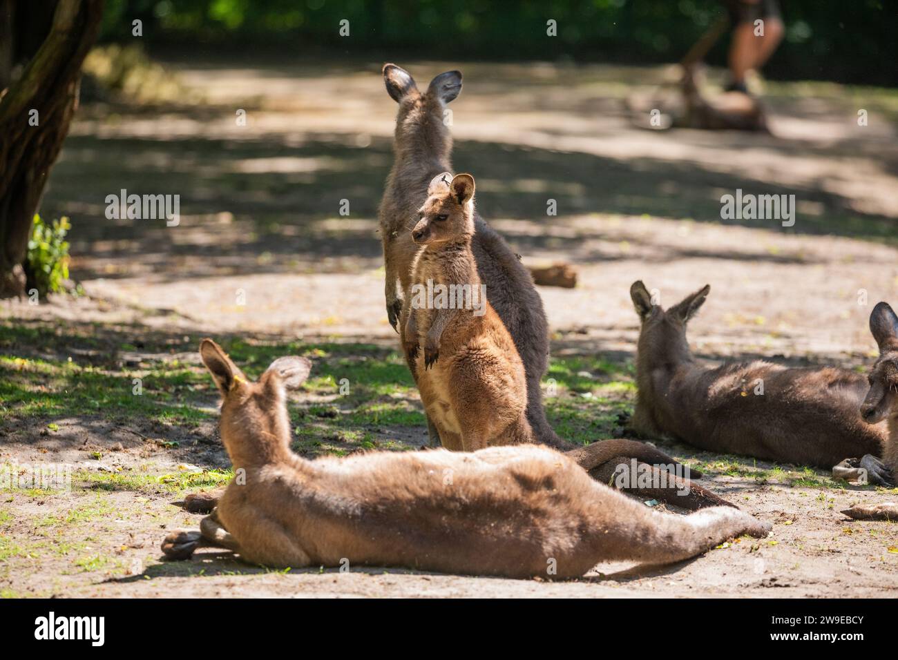 big family kangaroo lies on lawn. animal nature background. Wild life ...