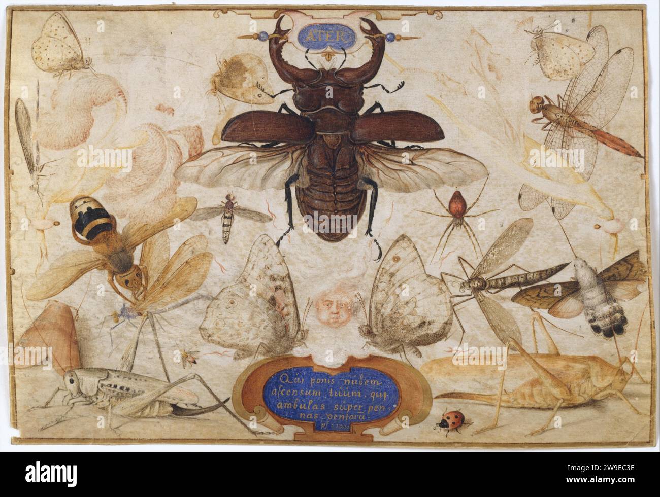 Insects and the Head of a Wind God 1963 by Joris Hoefnagel Stock Photo ...