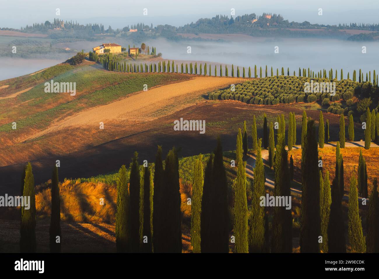 A winding country road lined with Tuscan Cypress trees leads to a rural ...