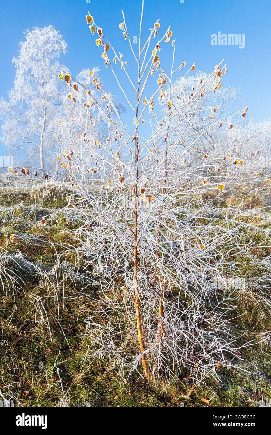 Last of the autumn leaves on a birch sapling and hoar frost after a ...