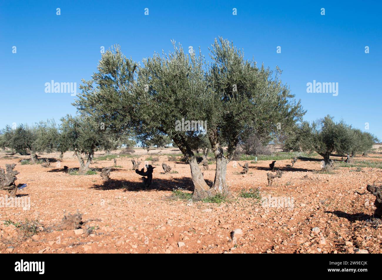 Spanish olive grove and vineyard. Mediterranean agriculture Stock Photo ...