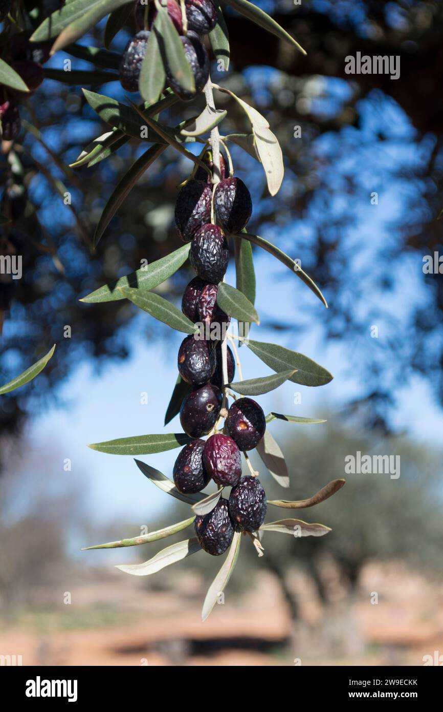 Ripe picual olives on hi-res stock photography and images - Alamy