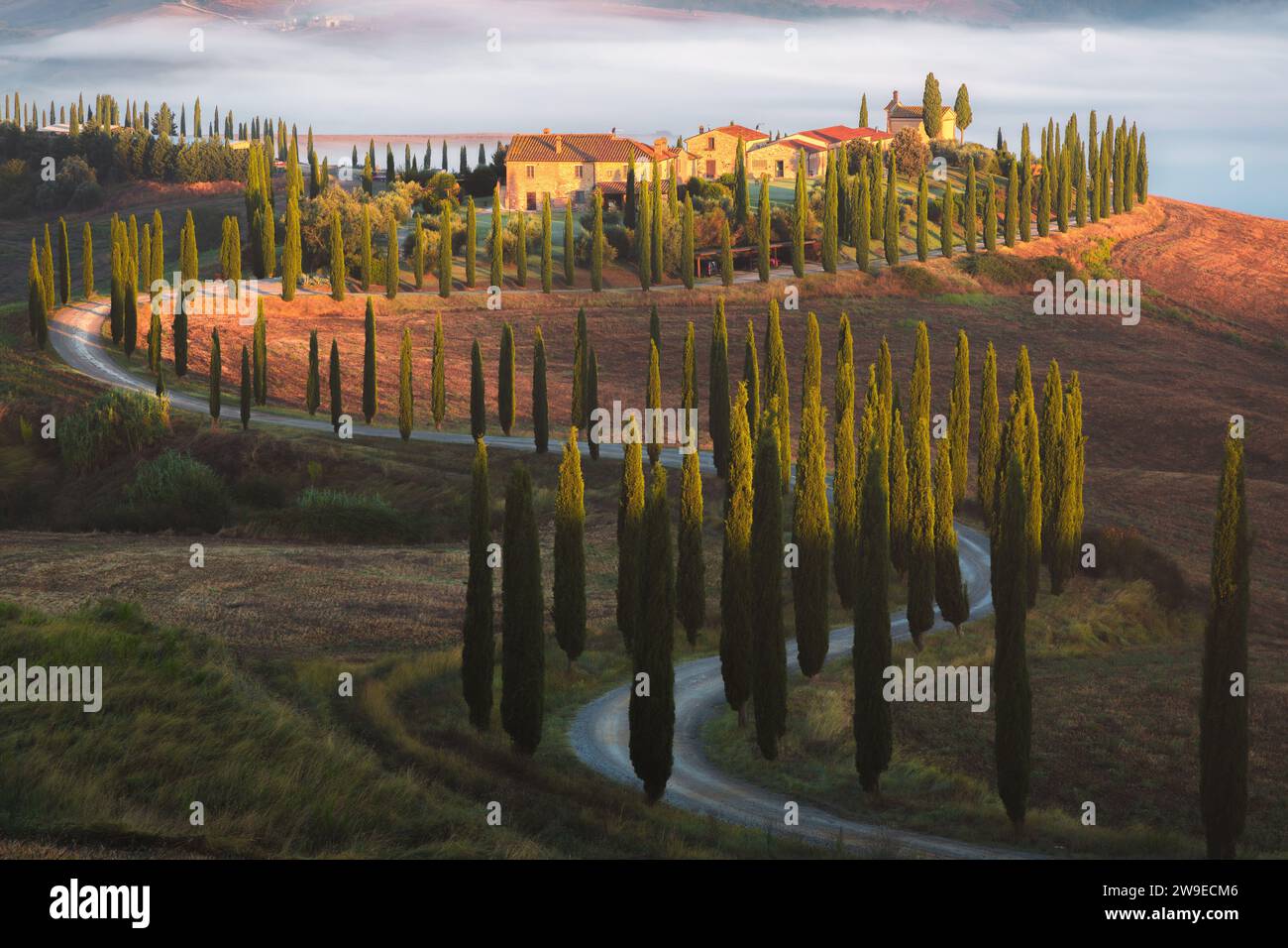 A winding country road lined with Tuscan Cypress trees leads to a rural ...