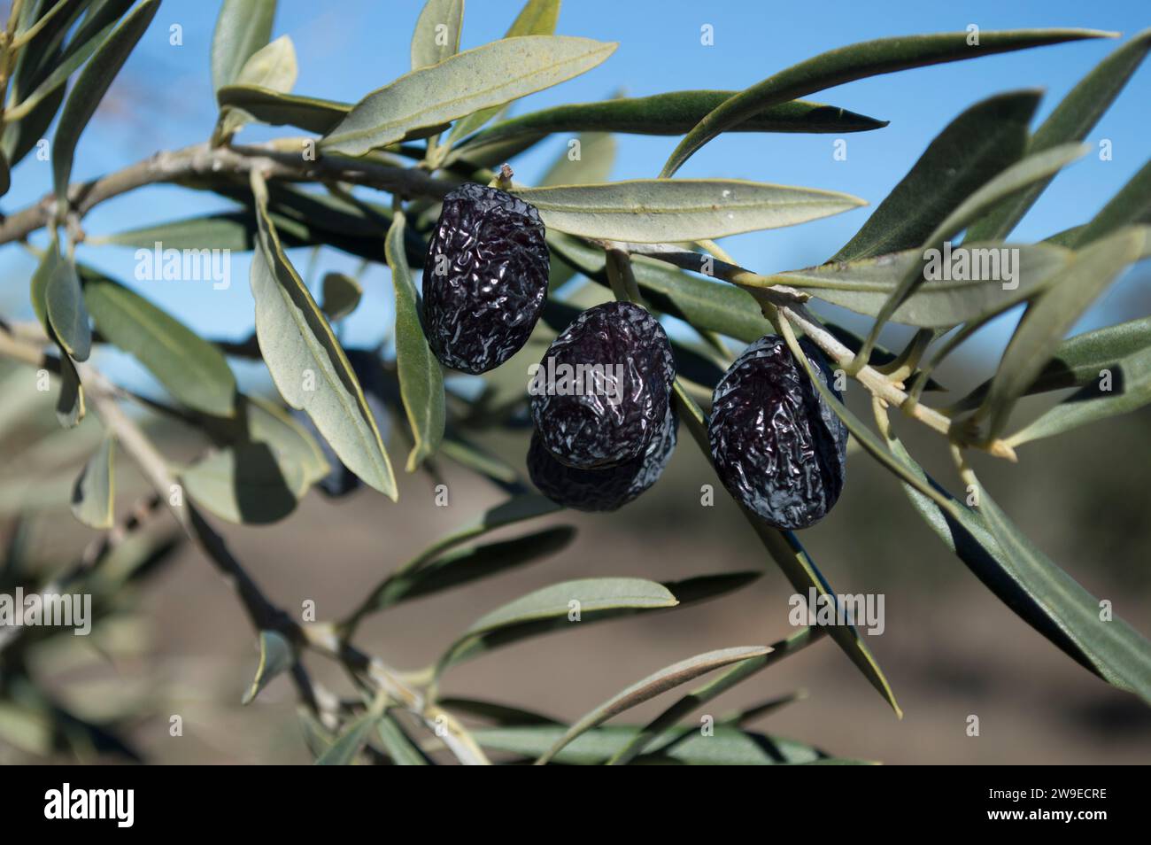 Ripe picual olives on the olive tree. Spanish olive grove Stock Photo ...