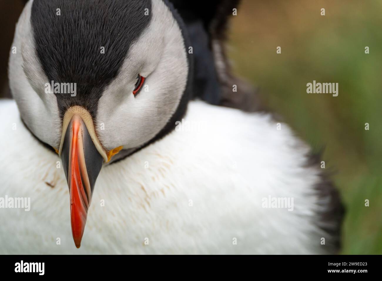 Unique angle of an Atlantic Puffin, close up, In Iceland Stock Photo ...