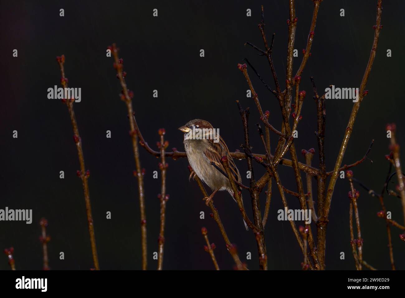 Passer domesticus Family Passeridae Genus Passer House sparrow wild ...