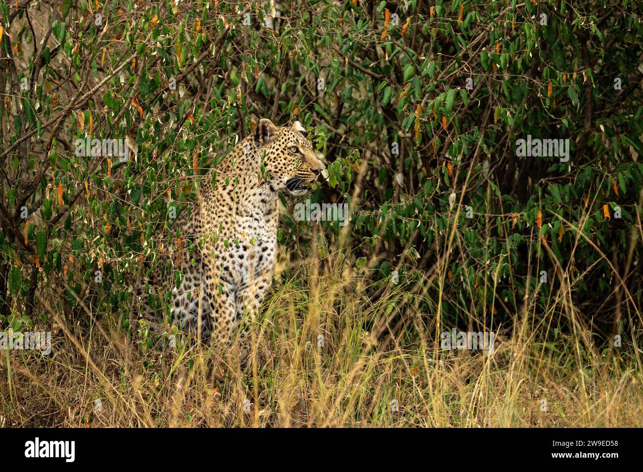 Single leopard sitting in a bush watching out Stock Photo - Alamy