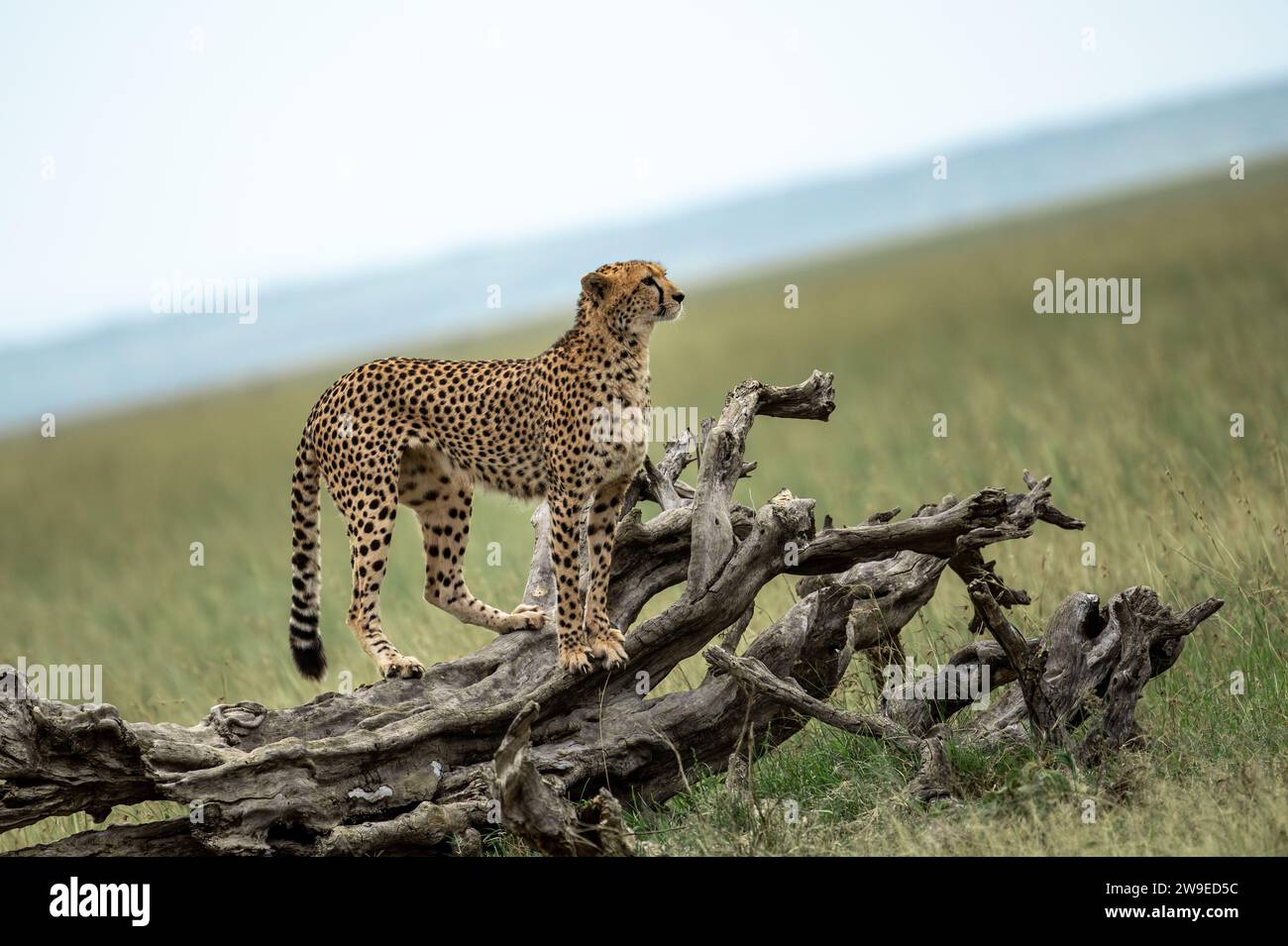 Cheetah standing hi-res stock photography and images - Alamy