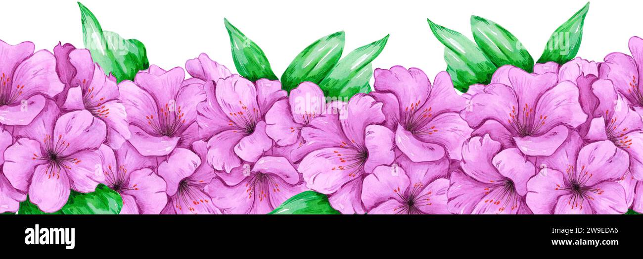 Hand drawn watercolor purple azalea seamless border isolated on white ...