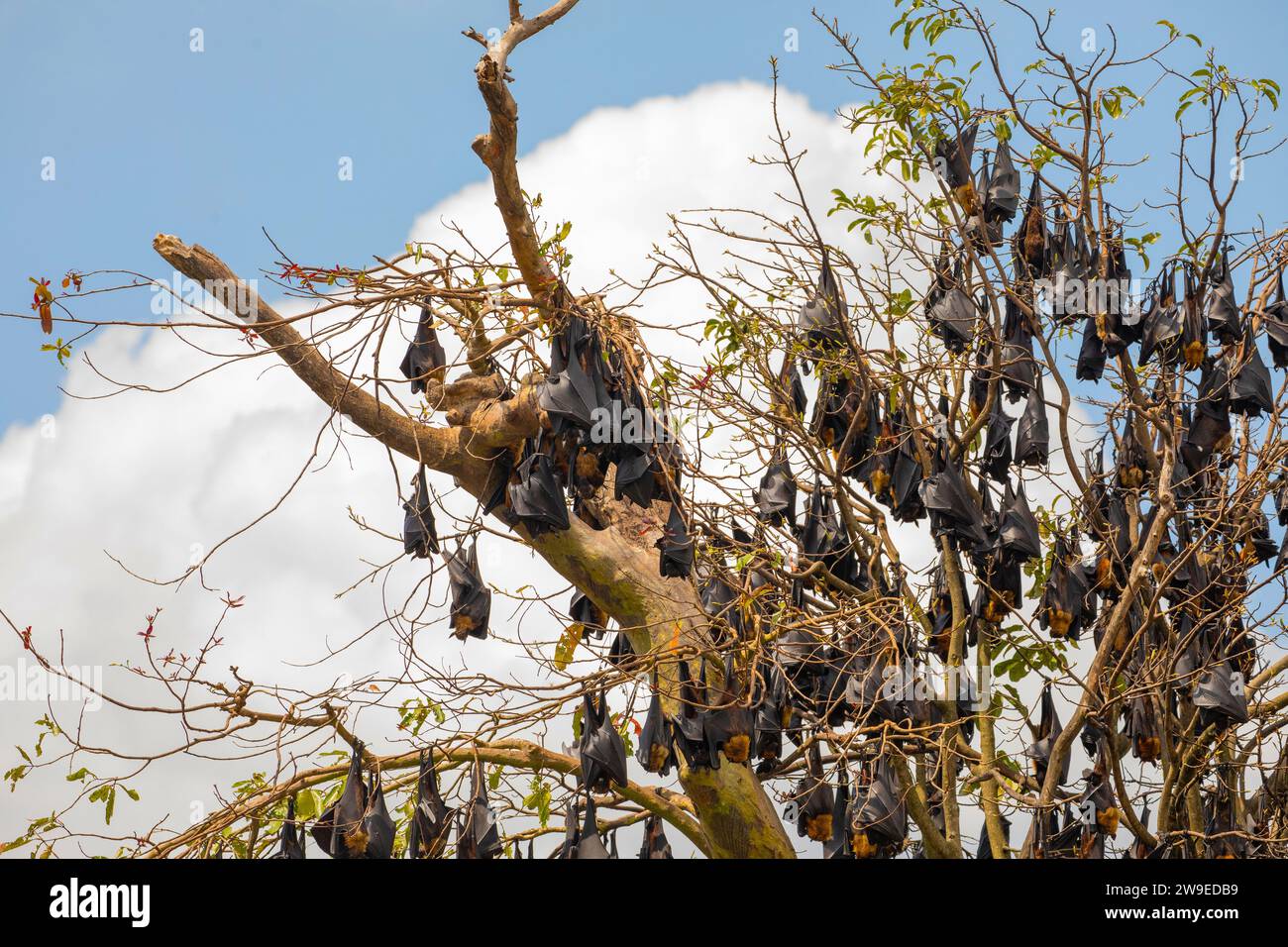 close-up hanging Mariana fruit bat (Pteropus mariannus) on blue sky ...