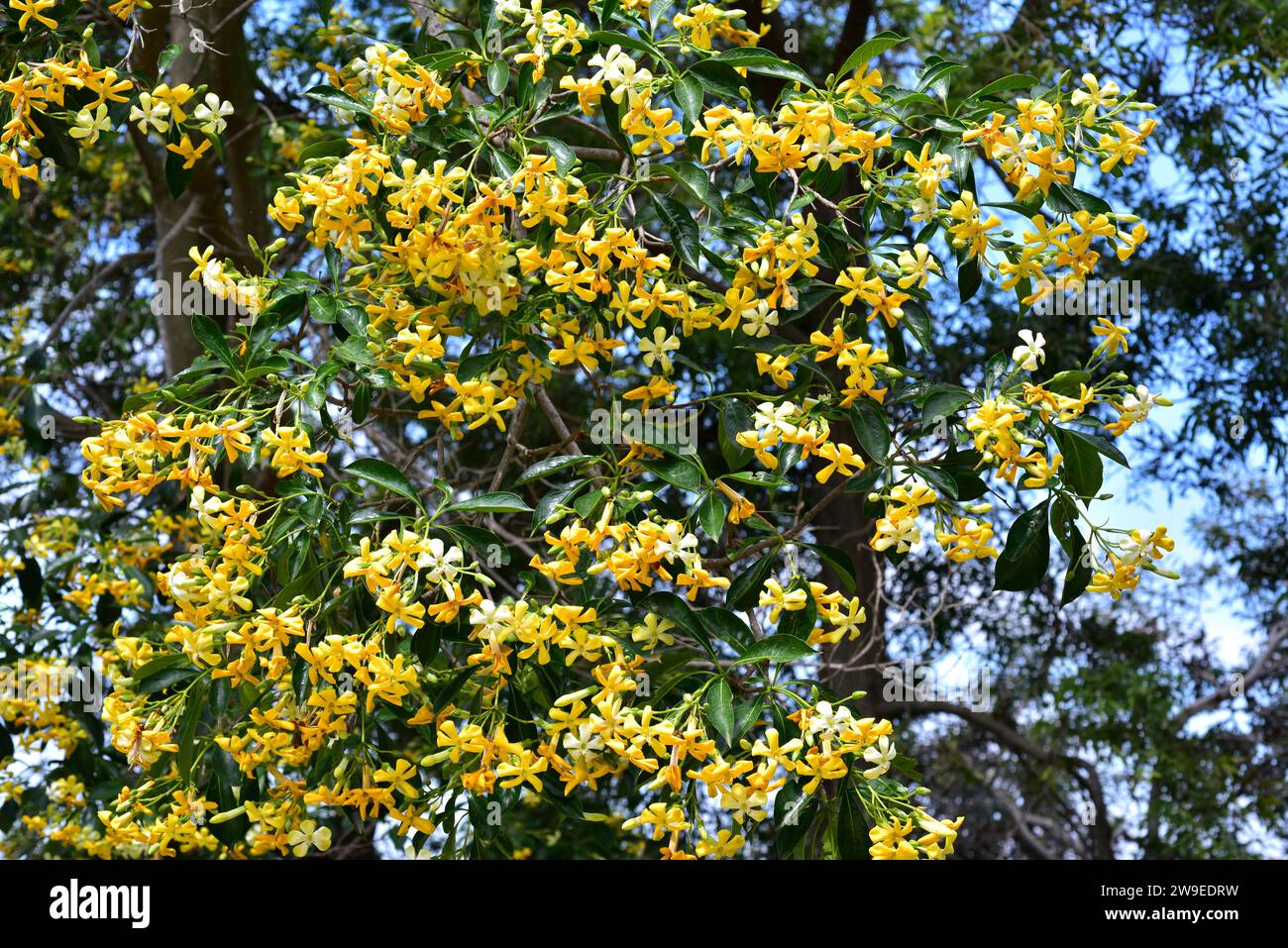 Native frangipani (Hymenosporum flavum) is a tree native to Australia ...