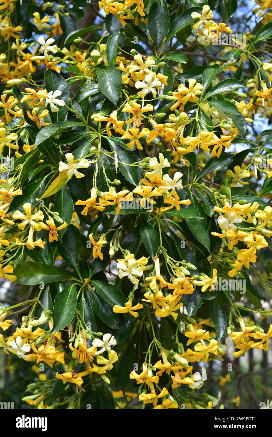 Native frangipani (Hymenosporum flavum) is a tree native to Australia ...