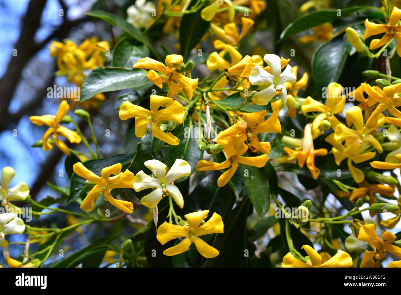 Native frangipani (Hymenosporum flavum) is a tree native to Australia ...