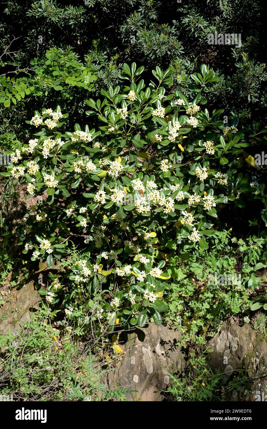 Japanese cheesewood or Japanese pittosporum (Pittosporum tobira) is a ...
