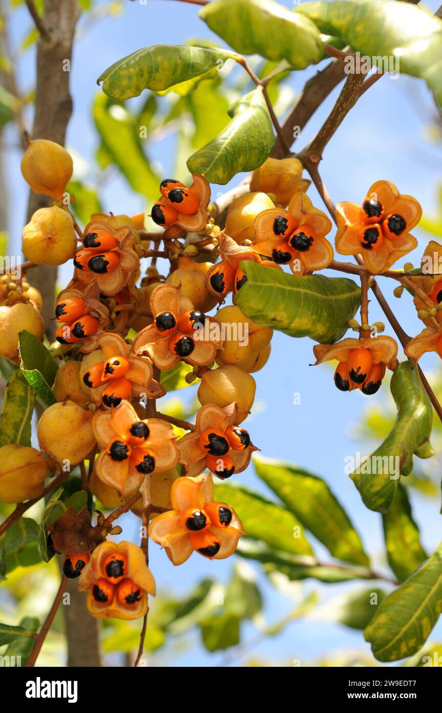 Japanese cheesewood or Japanese pittosporum (Pittosporum tobira) is a ...