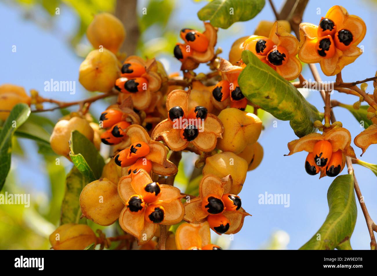 Japanese cheesewood or Japanese pittosporum (Pittosporum tobira) is a ...