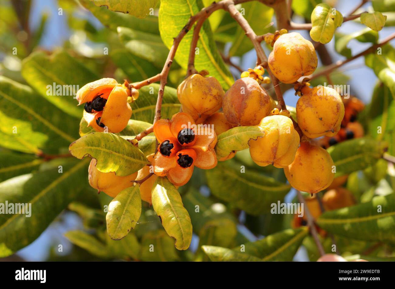 Japanese cheesewood or Japanese pittosporum (Pittosporum tobira) is a ...