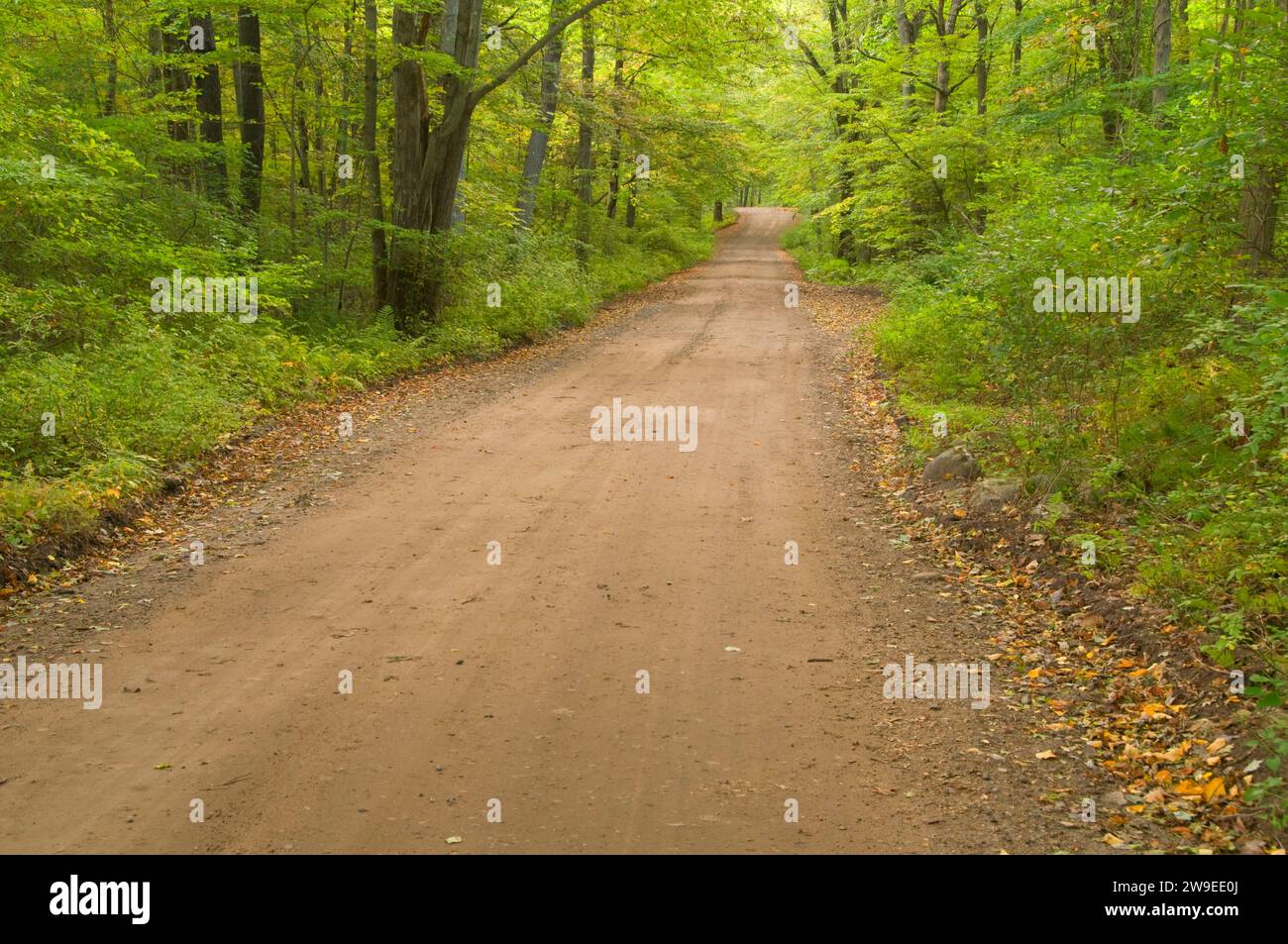 State forest road hi-res stock photography and images - Alamy