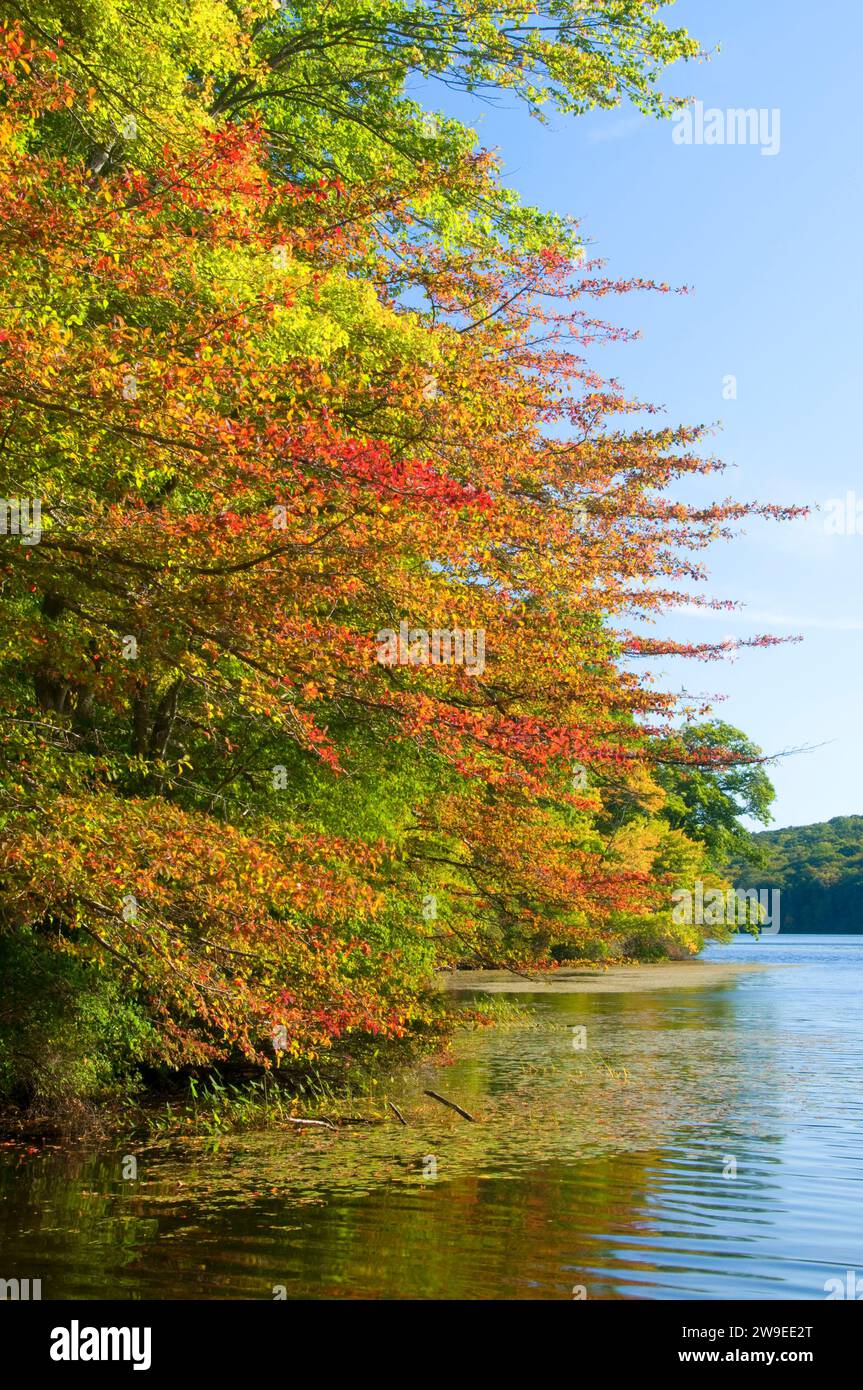Uncas Pond, Nehantic State Forest, Connecticut Stock Photo - Alamy