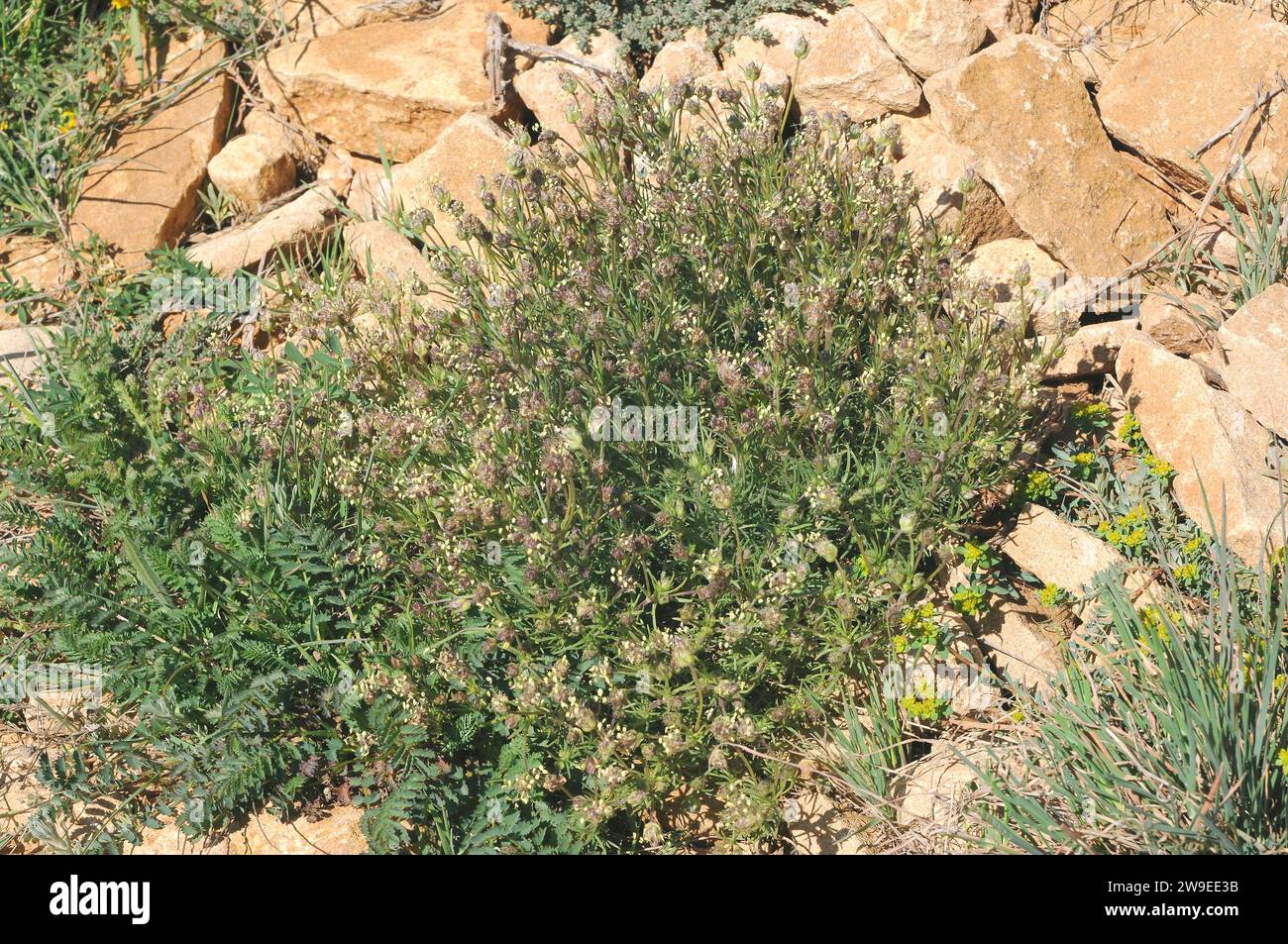 Evergreen plantain (Plantago sempervirens or Plantago cynops) is a ...