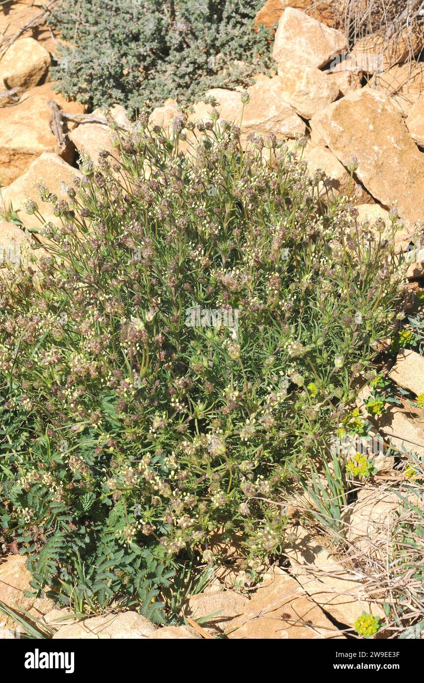 Evergreen Plantain Plantago Sempervirens Or Plantago Cynops Is A Evergreen Plantain Plantago Sempervirens Or Plantago Cynops Is A