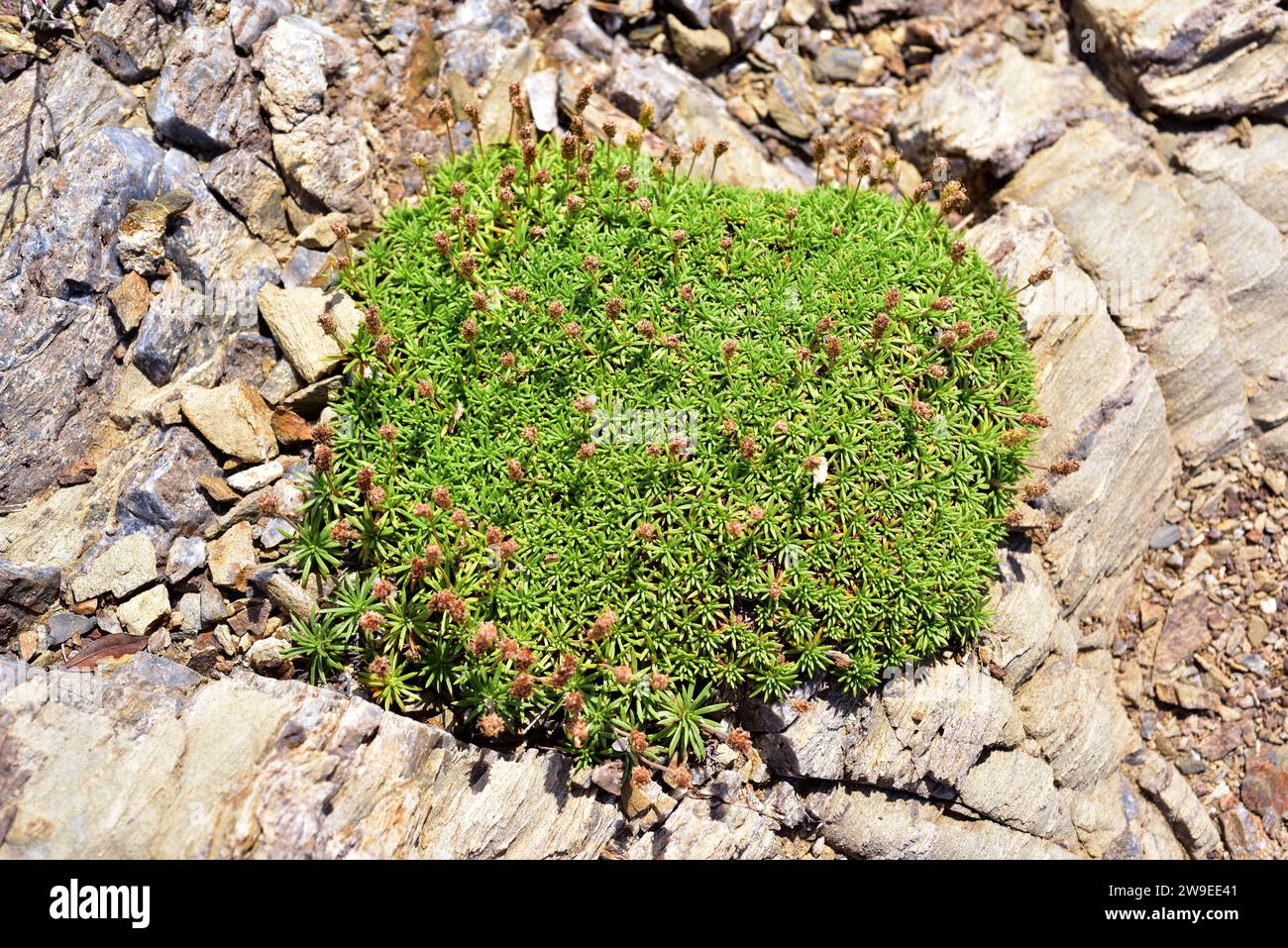 Plantago subulata subulata is a perennial herb native to Mediterranean ...