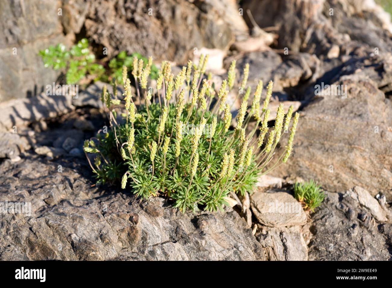 Plantago subulata subulata is a perennial herb native to Mediterranean ...